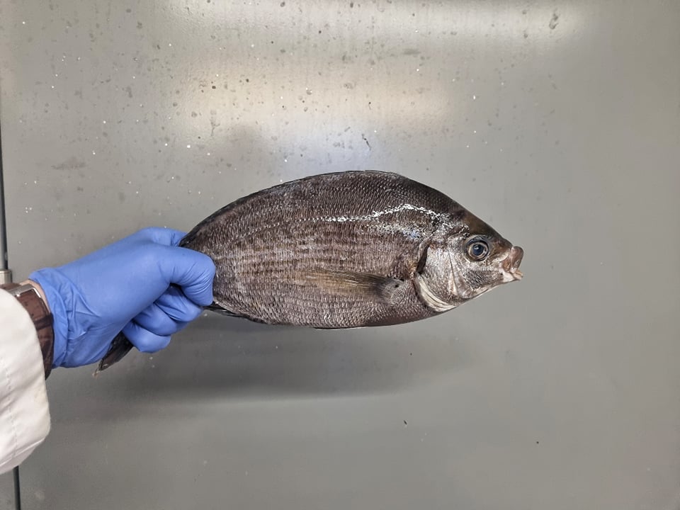 Conscious Food Co | Brixham Fish | Wholesale | Fishmongers